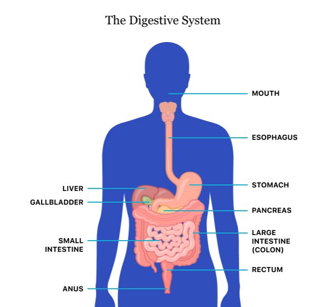 How do I get my digestive system back to normal?