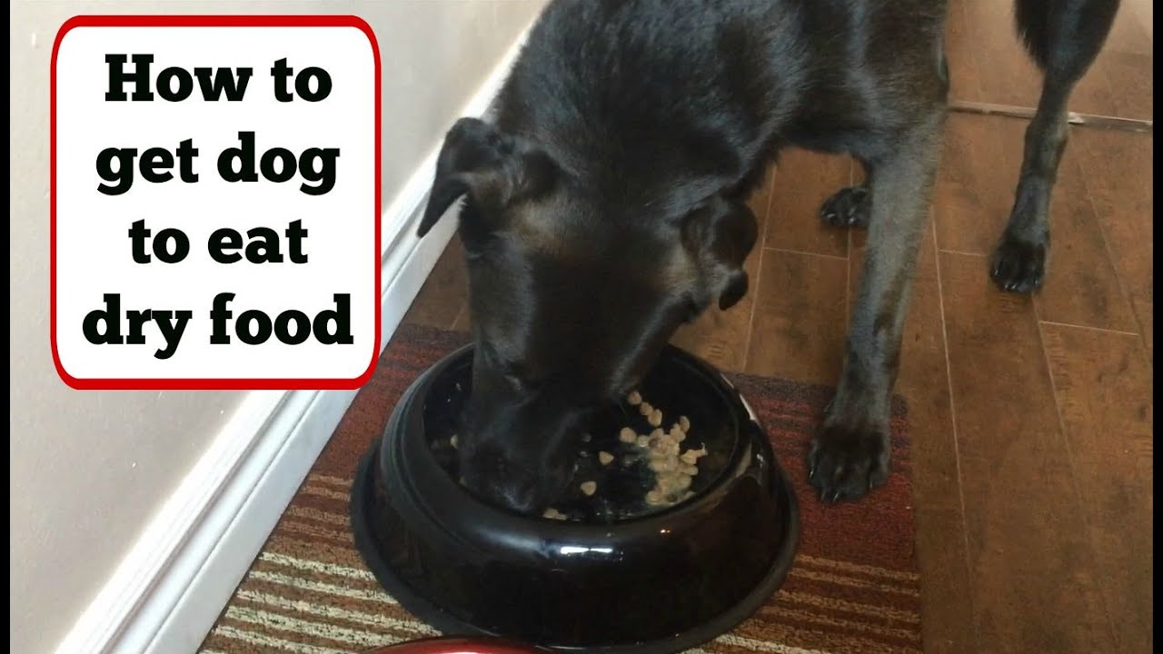 How do I get my picky dog to eat dry food?