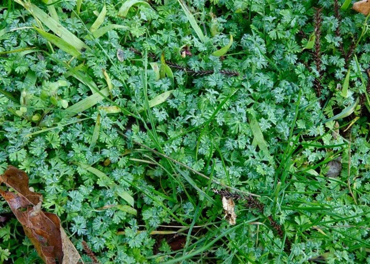 How do I get rid of parsley piert in my lawn?