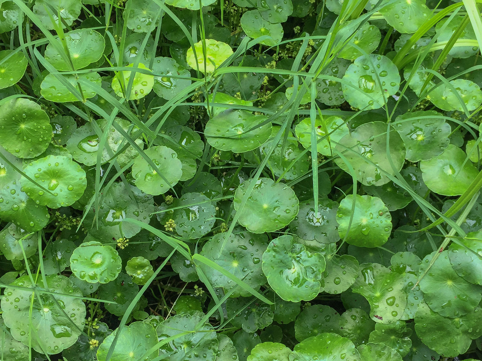 How do I get rid of pennywort in my lawn?