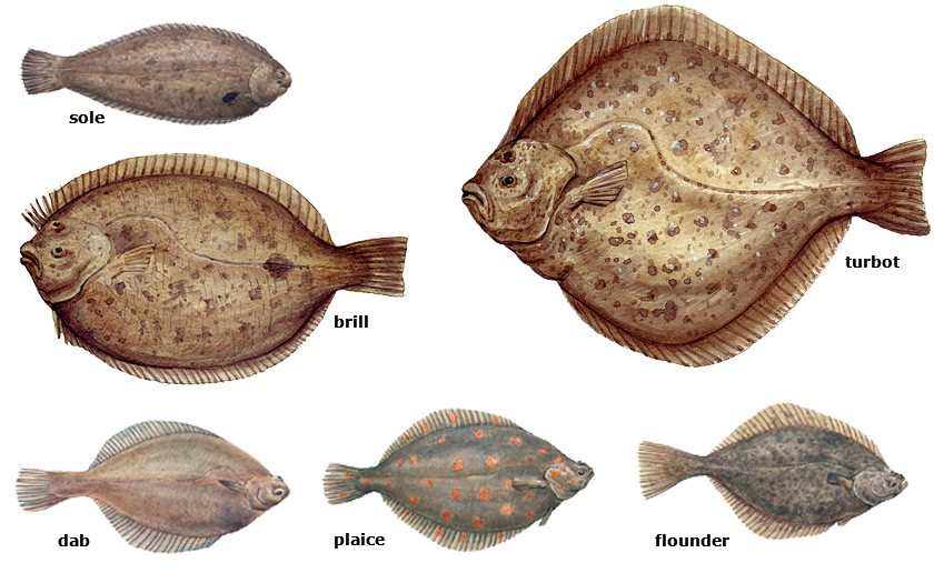 How do I identify the different types of flatfish?