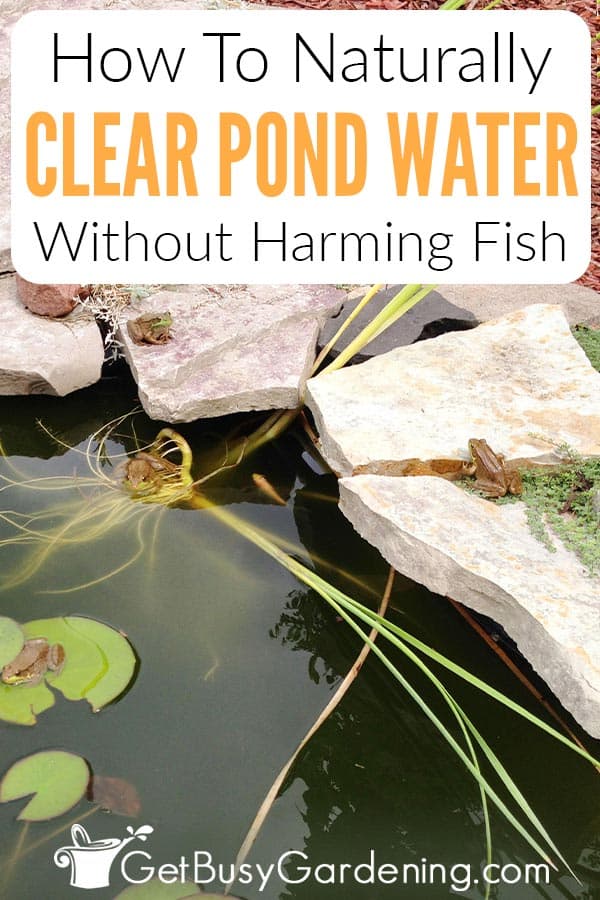 How do I keep my pond clean naturally?