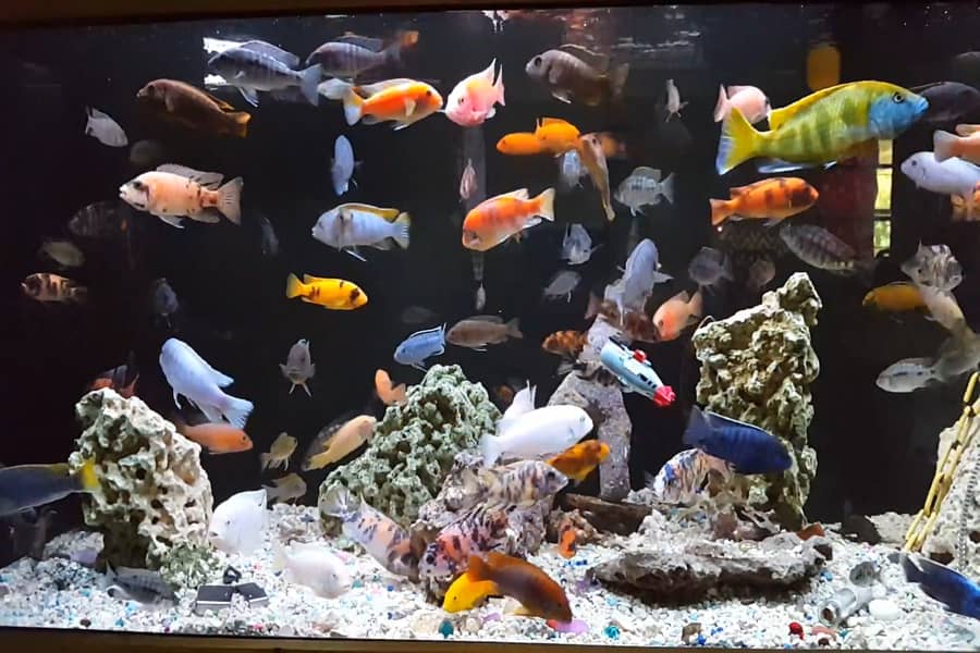 How do I know if my aquarium is overcrowded?