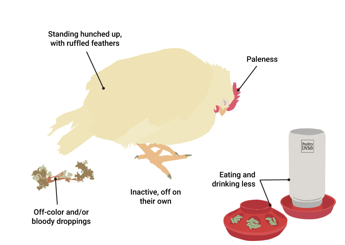 How do I know if my chicken has coccidiosis?