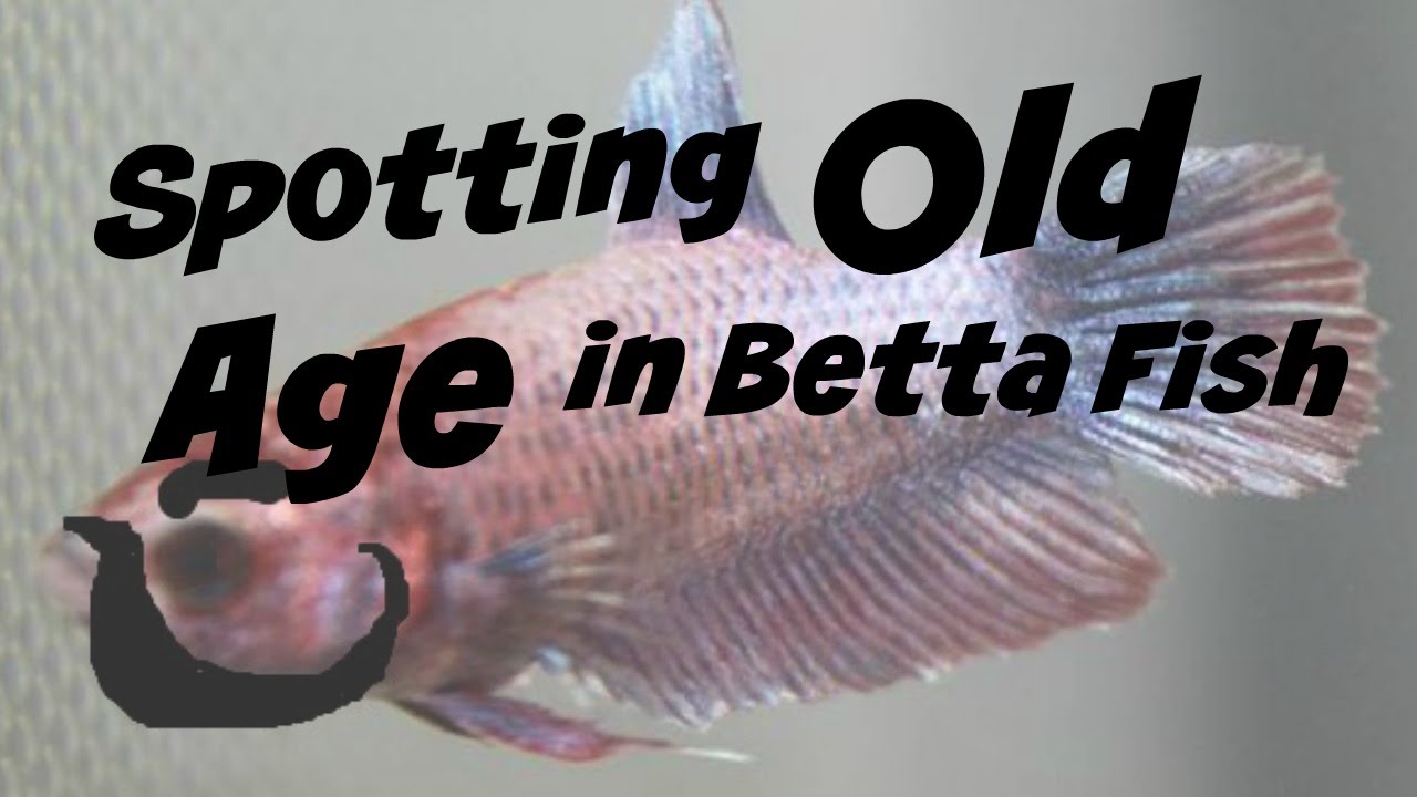 How do I know if my fish is dying of old age?