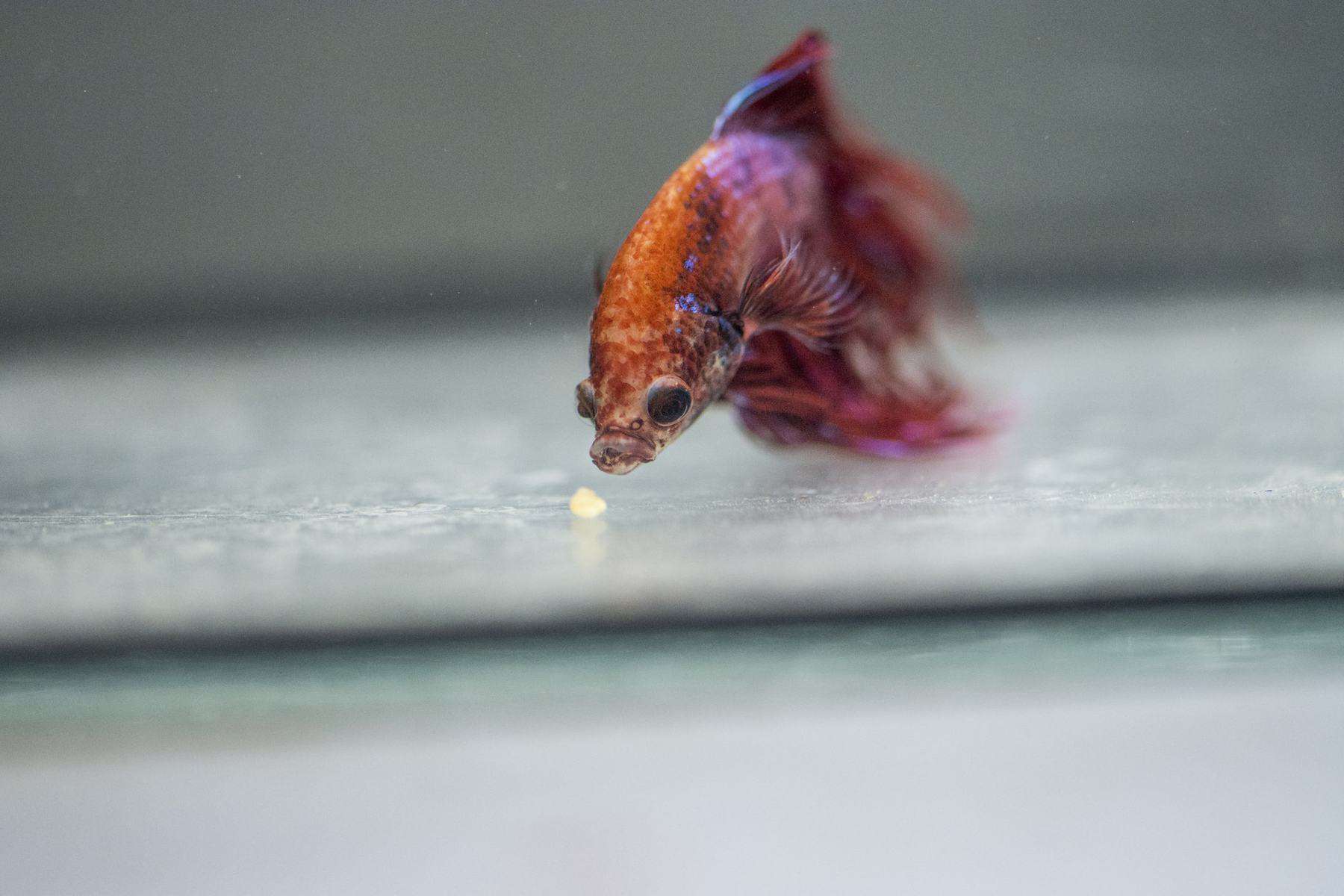 How do I know if my fish is in shock?