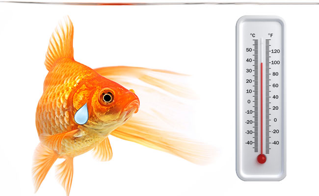 How do I know if my fish is too hot?