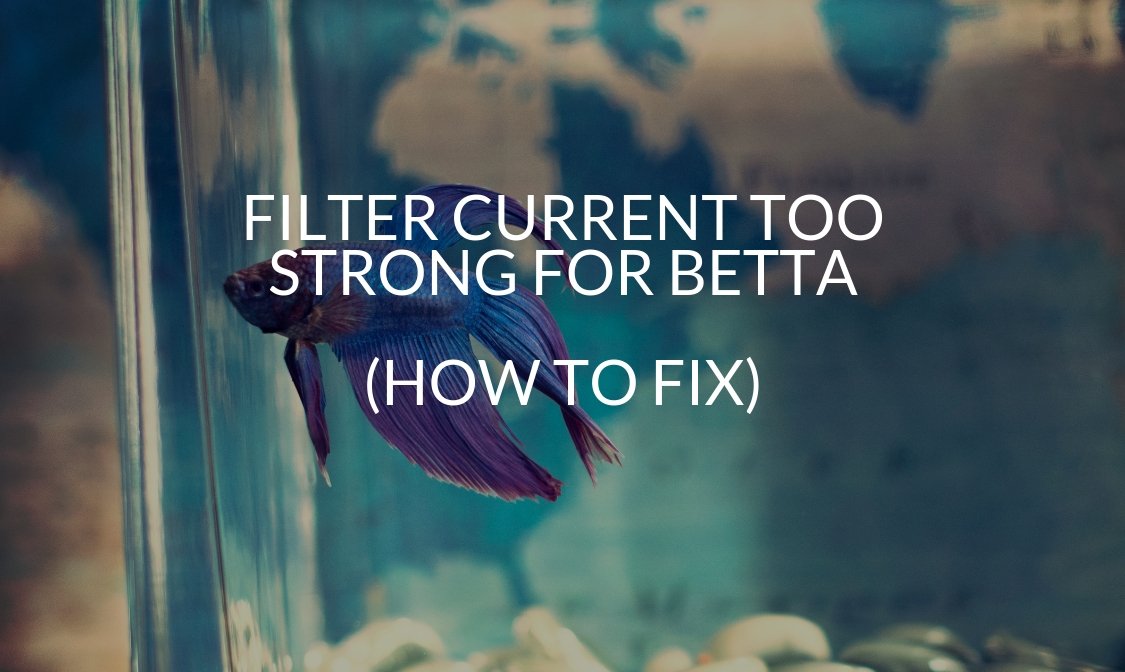 How do I know if my fish tank filter is too strong?