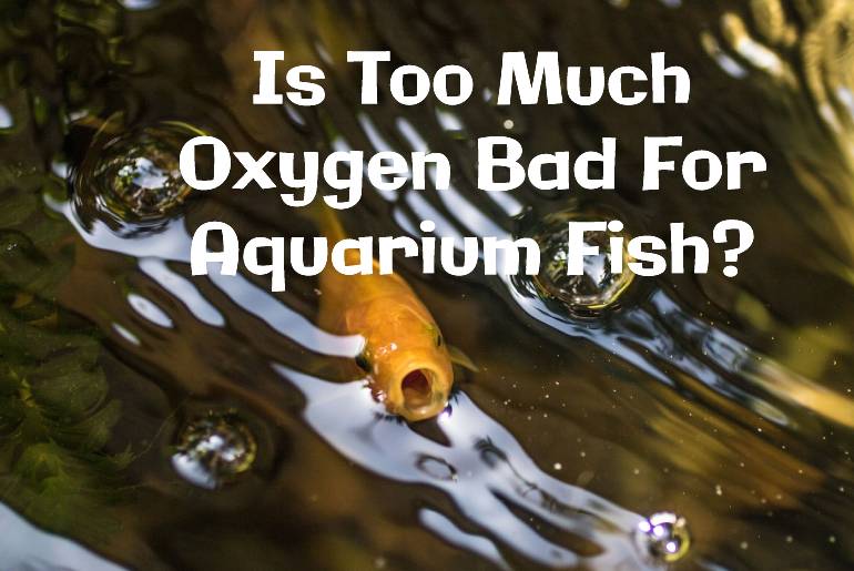 How do I know if my fish tank has too much oxygen?