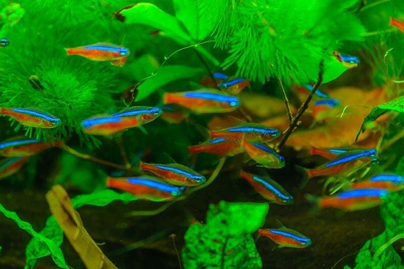 How do I know if my fish tank is healthy?