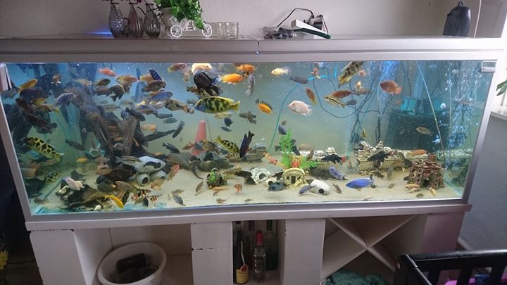 How do I know if my fish tank is overcrowded?