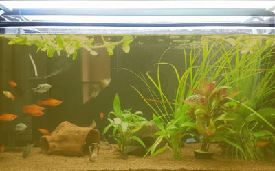 How do I know if my fish tank water is bad?