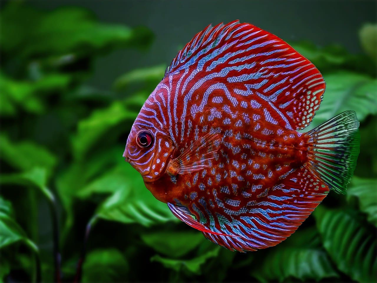 How do I know if my fishes are hungry?