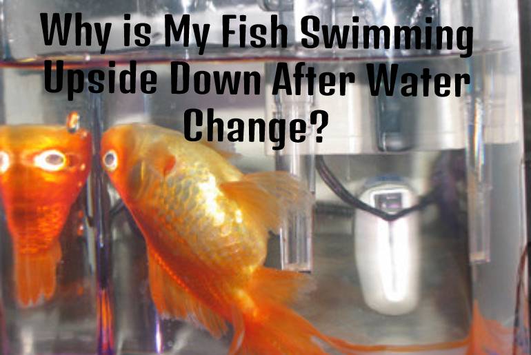 How do I know when my fish is ready to flip?