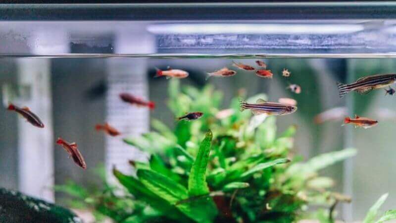How do I lower the hardness in my fish tank?