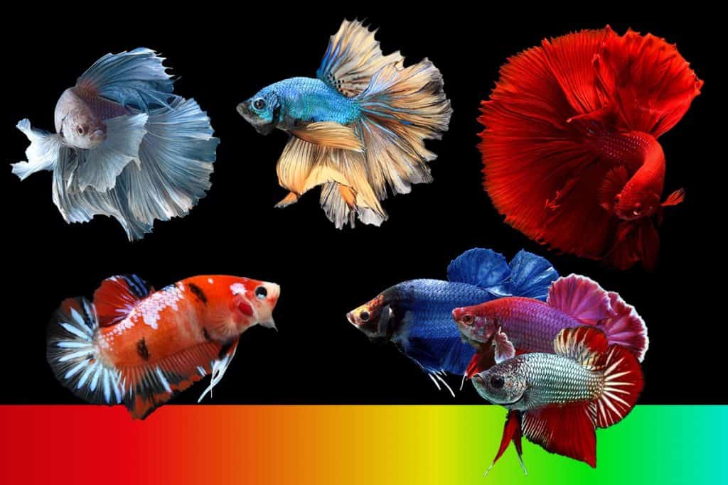 How do I make my fish more colorful?
