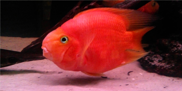 How do I make my parrot fish red?