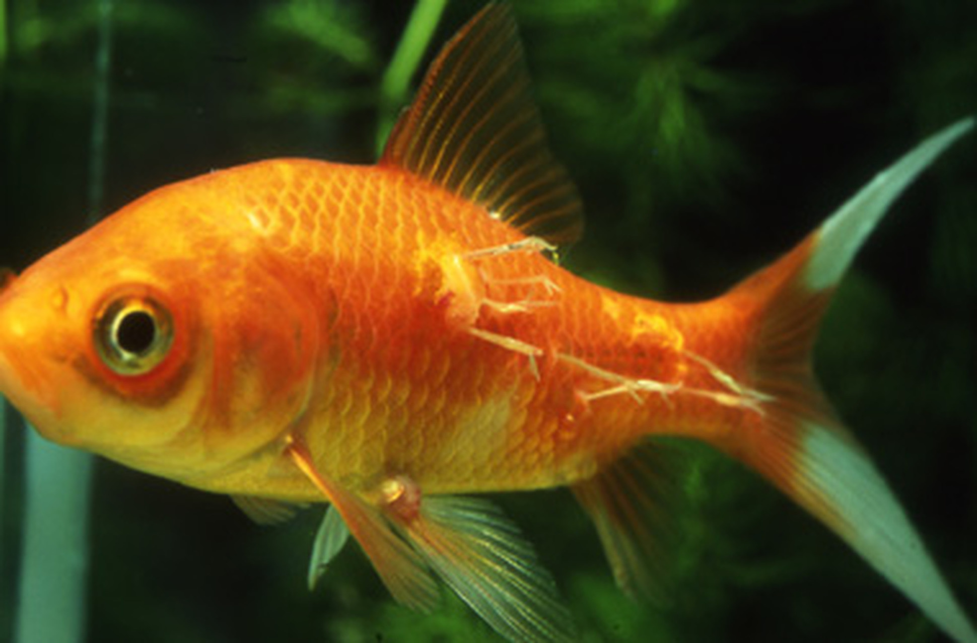 How do I make sure my fish doesn't have parasites?