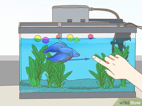 How do I play with my fish?