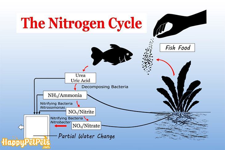 How do I reduce ammonia in my fish tank?
