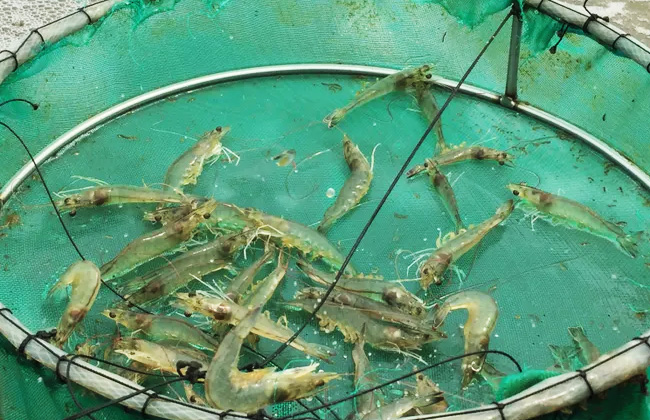 How do I start a shrimp business?