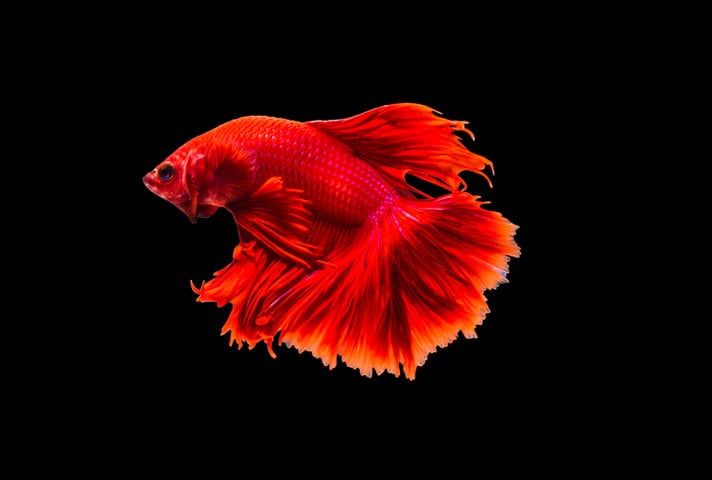 How do I stop my fish from being chewy?