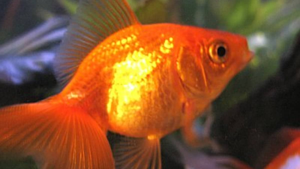 How do I stop my fish from being runny?