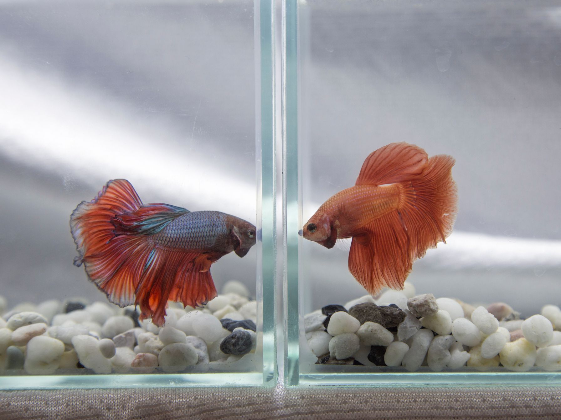 How do I Stop my fish from fighting each other?