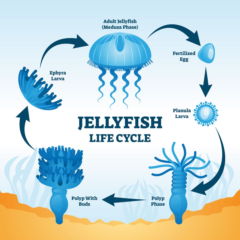 How do jellyfish stay alive forever?