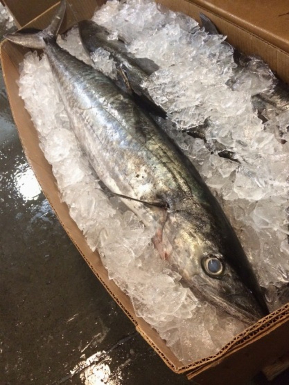 How do king mackerel taste?