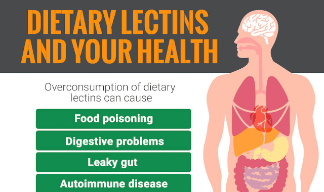 How do lectins affect your body?