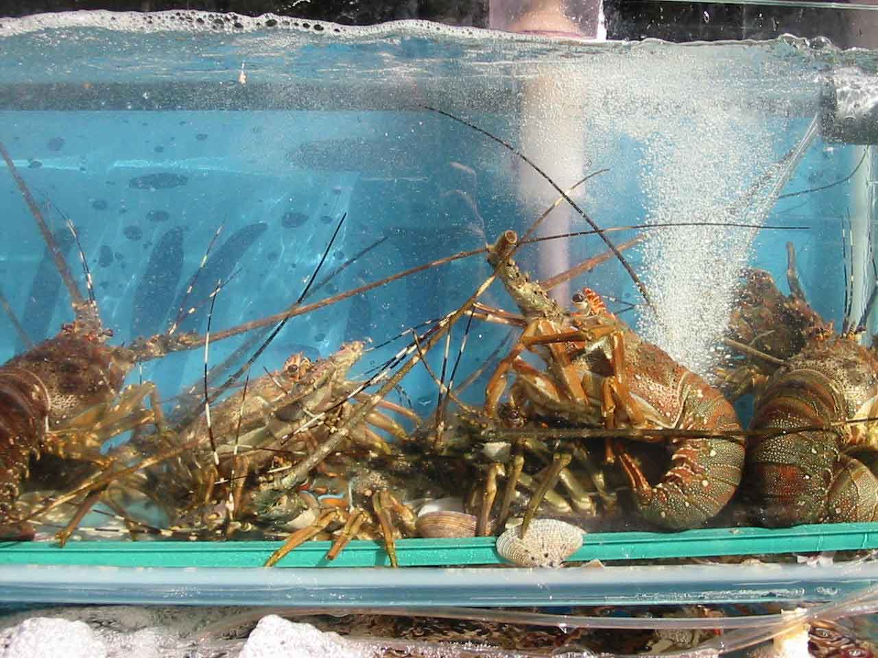 How do lobster tanks work?