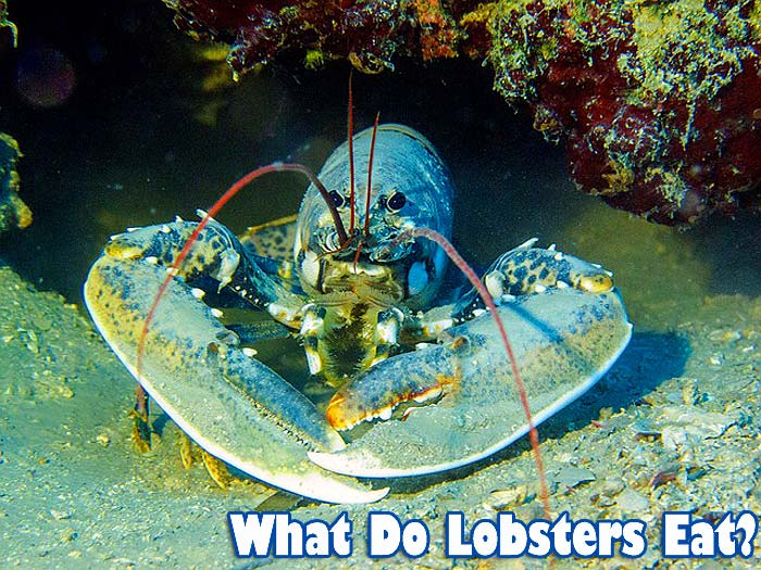 How do lobsters hunt their prey?
