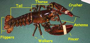 How do lobsters regenerate?