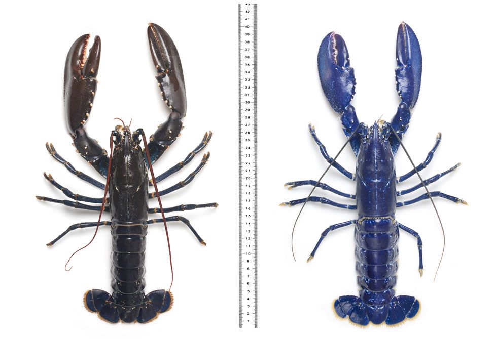 How do lobsters turn blue?