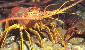 How do lobsters use their legs to avoid predators?