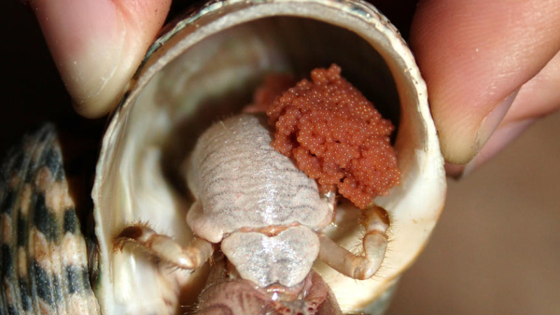 How do marine hermit crabs reproduce?