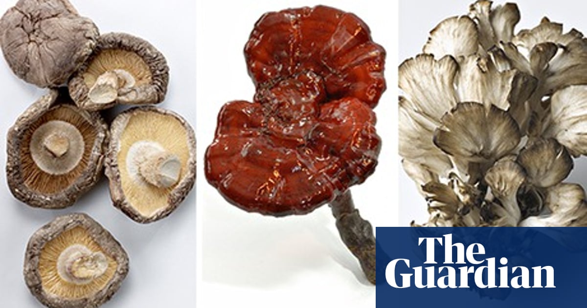 How do mushrooms help cancer?