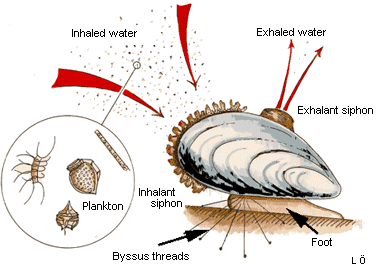 How do mussels feed?