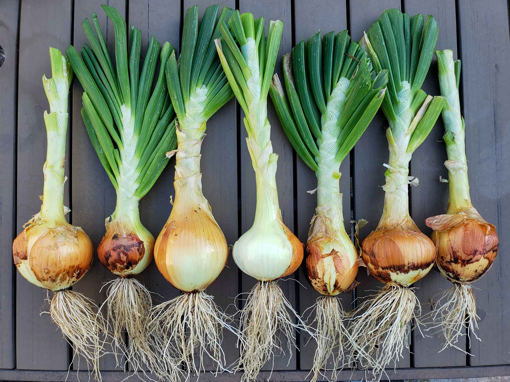 How do onion plants spread?