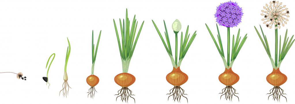 How do onions develop?