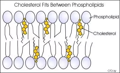 How do phospholipids interact with cholesterol?