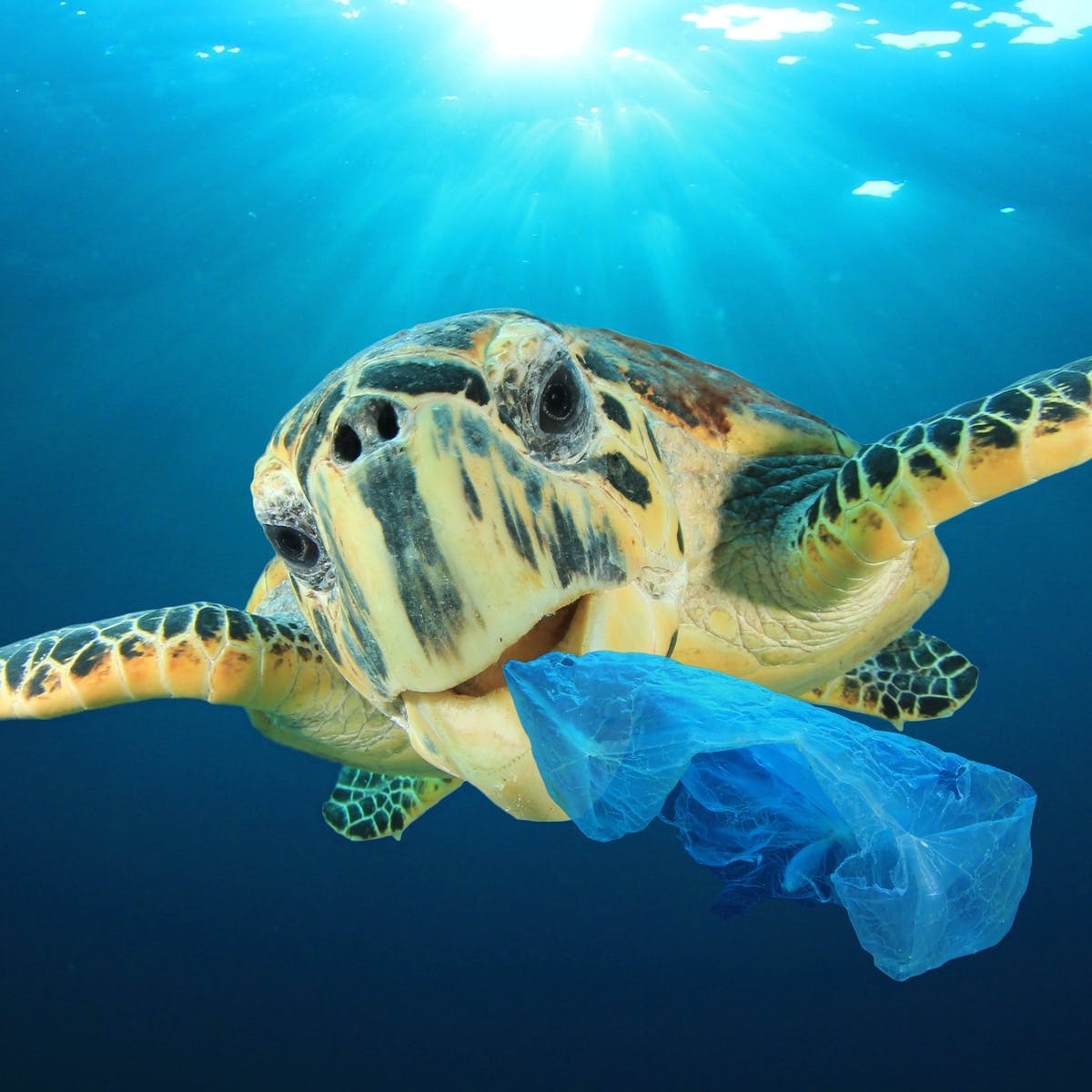 How do plastic bags affect sea animals?