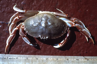 How do rock crabs survive?