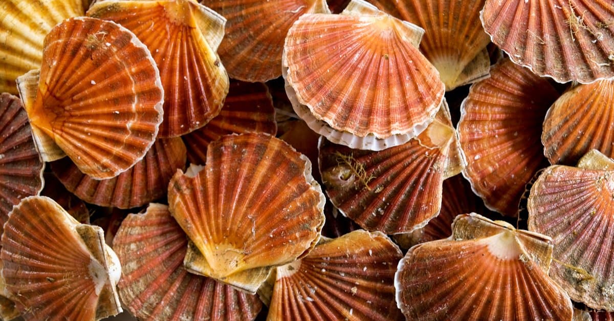 How do scallops avoid being eaten by predators?