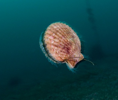 How do scallops defend themselves?