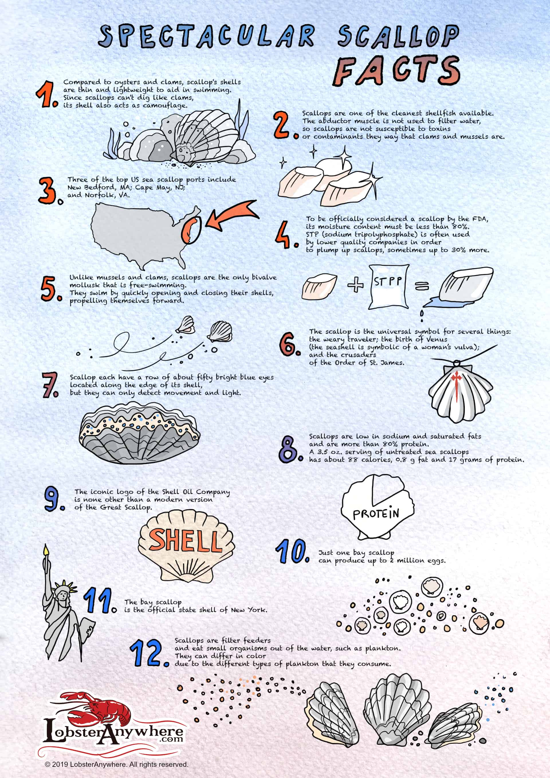 How do scallops eat?