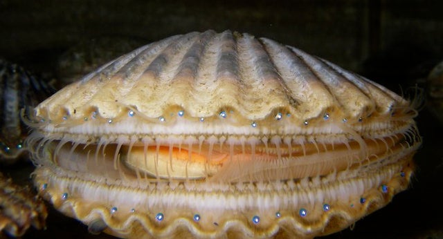 How do scallops know predators are coming?