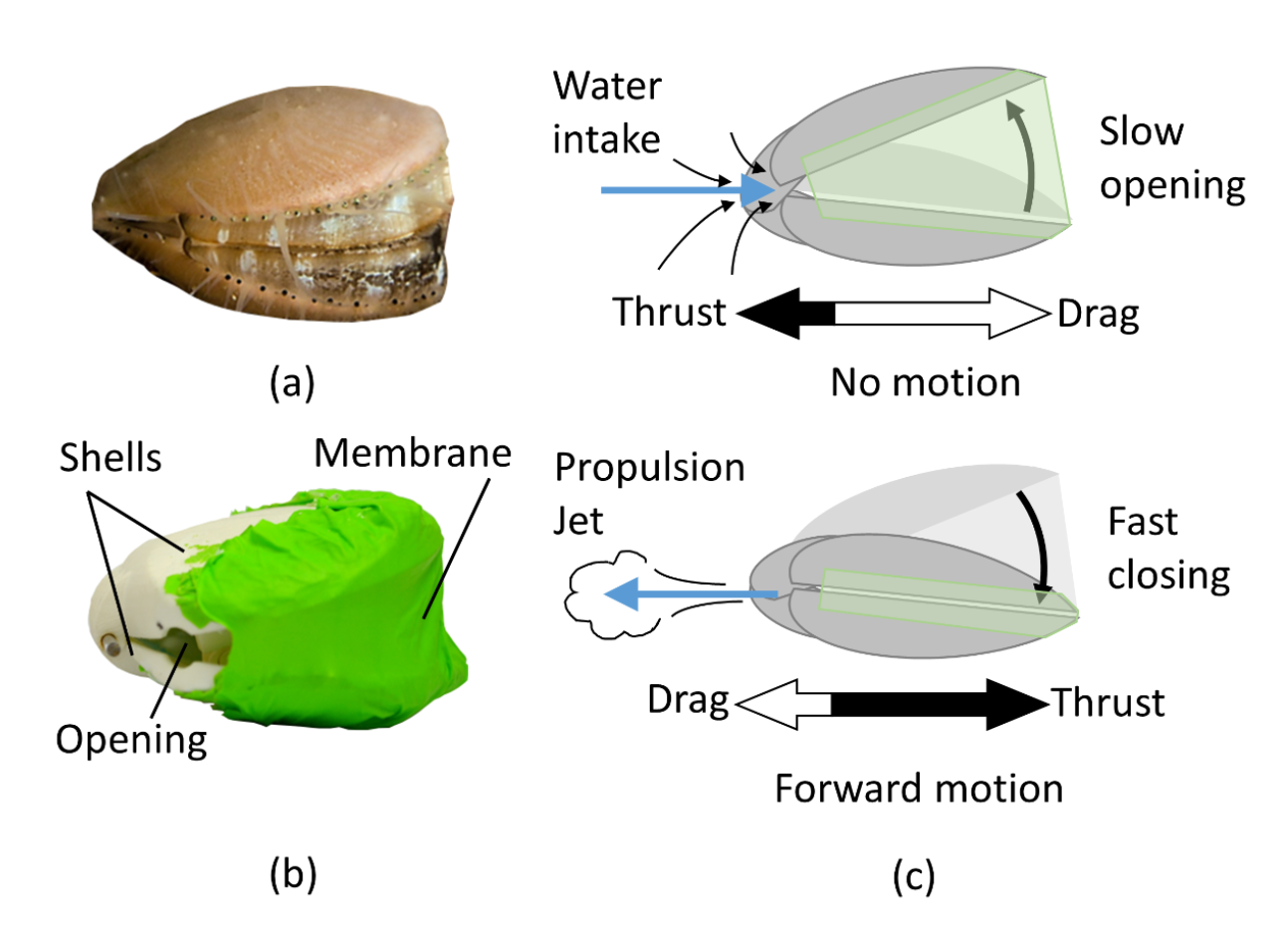 How do scallops move in the ocean?