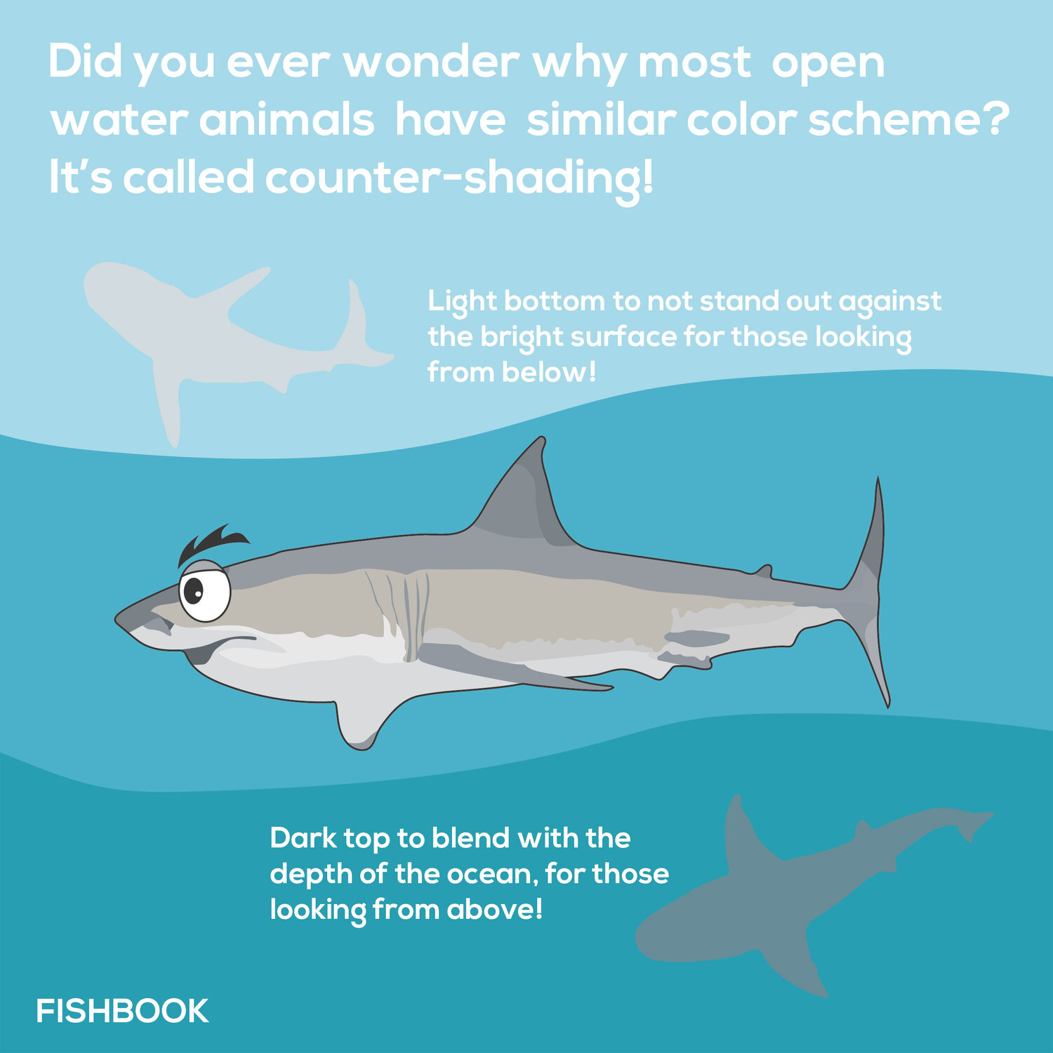 How do sharks use countershading as camouflage?